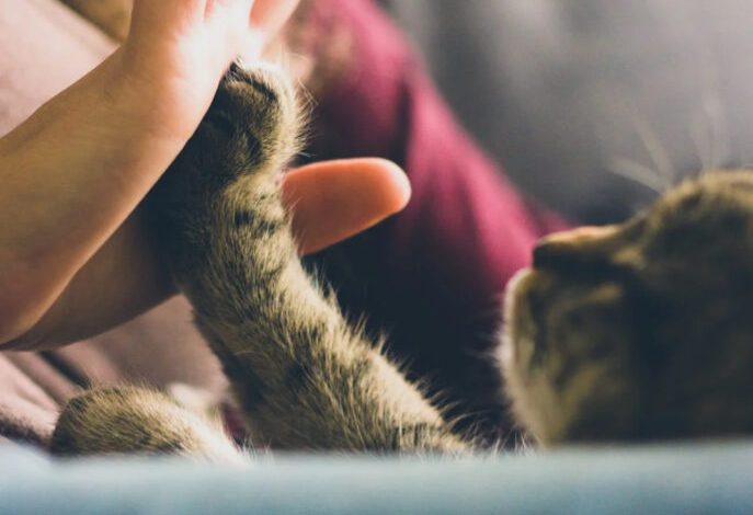 10 Pawsitively Perfect Gifts for Dog Lovers - Animal Direct News